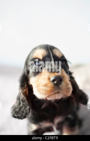 Two month old black cocker spaniel puppy lying down cutout on white ...