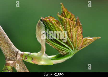 Sycamore (Acer pseudoplatanus) leaf unfurling in spring. New Forest ...