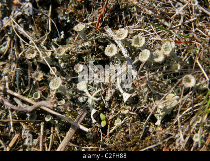 Pixie-cup lichen (Cladonia pyxidata), UK Stock Photo - Alamy
