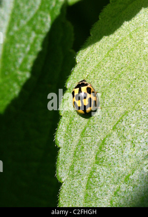 Yellow 14-Spot Ladybird, Propylea quatuordecimpunctata, aka Propylea 14 ...