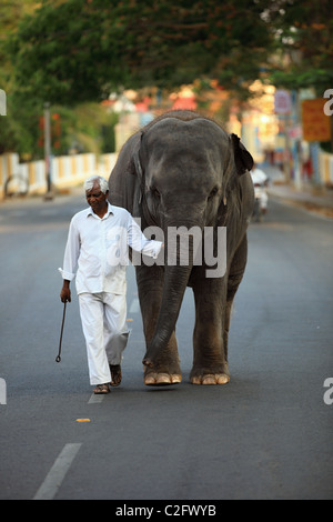 Sai Gita the little elephant of Sathya Sai Baba Andhra Pradesh South ...