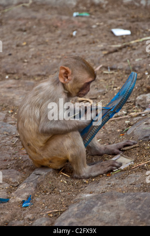 The monkeys in Monkey Temple in Jaipur, India Stock Photo - Alamy