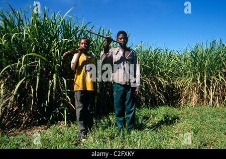 Large fields of sugar cane, Sugarcane production in the sugar industry ...