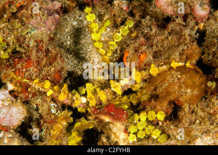 Winged pipefish, Halicampus macrorhynchus, mimicing Halimeda seaweed ...
