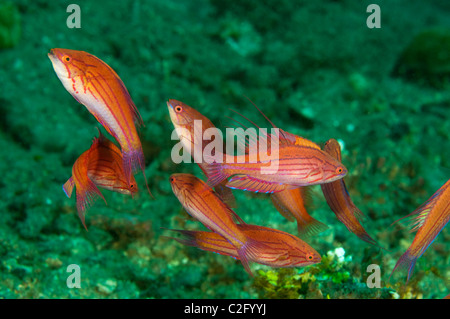 Filamented flasher wrasse male, Paracheilinus filamentosus, Sulawesi ...