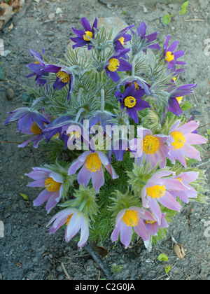 Pink and blue pasque flowers at full bloom Pulsatilla vulgaris Stock ...