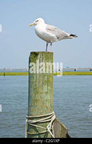 Seagull on the seashore Stock Photo - Alamy