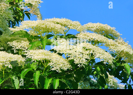 Holunder Blüte - elder flower 27 Stock Photo - Alamy