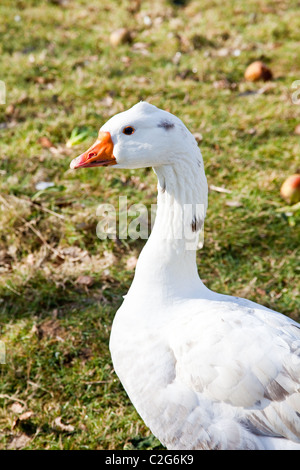 Mixed breed Embden and Roman crested gander, Hampshire, England, United ...