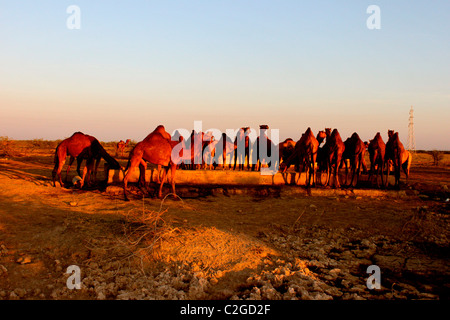 A flock of camel drinking water Stock Photo - Alamy