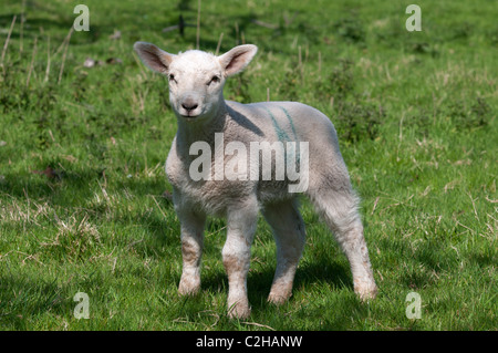 lamb in Old Kent Cherry Orchard planted in the 1940s, in blossom ...