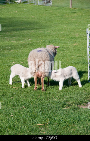 Lamb suckling milk from its mother. Close up image heap, flock of moms ...