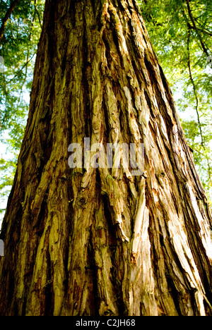 Tree branches Sequoia sempervirens Stock Photo - Alamy