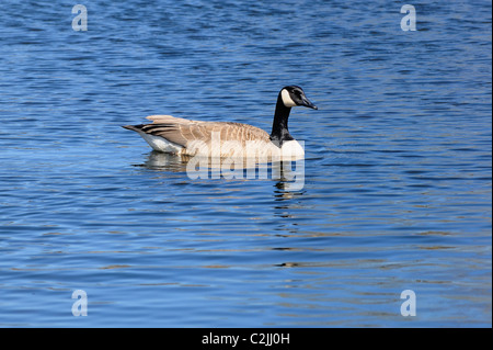 Male Goose (Gander) keeping guard during nesting season Stock Photo - Alamy