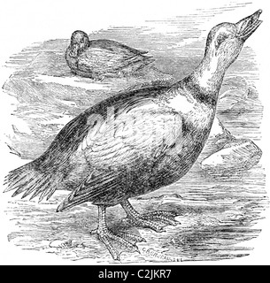 Labrador duck, 19th century illustration Stock Photo - Alamy