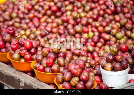 Corozo (palm tree fruit), Getsamani, old town, Cartagena, Colombia ...