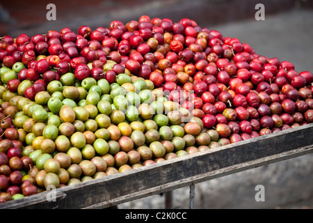 Corozo (palm tree fruit), Getsamani, old town, Cartagena, Colombia ...