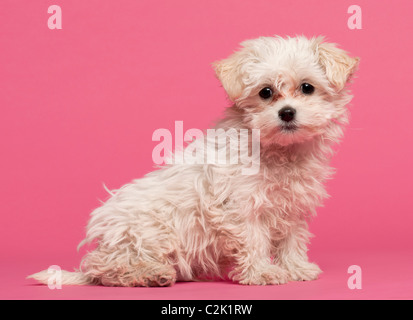 cute maltese puppy dog with pink bow Stock Photo - Alamy
