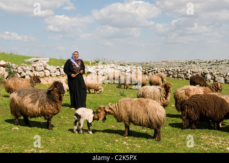 Woman Syria desert farm farmer sheep Bedouin Bedouins Stock Photo - Alamy