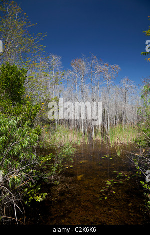 Cypress swamp beside the old Tamiami Trail (Loop Road), Florida Stock ...