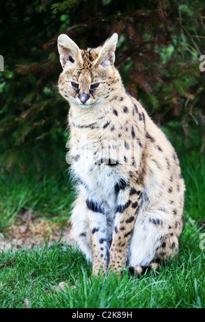 A Serval sitting Stock Photo - Alamy