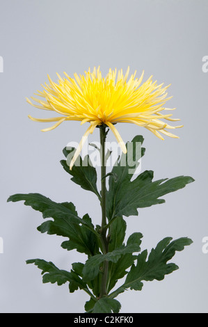Yellow chrysanthemum flower Stock Photo - Alamy