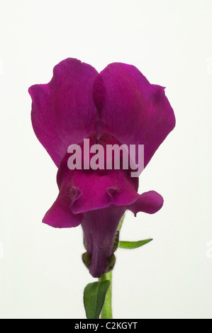 purple plant on purple background Stock Photo - Alamy