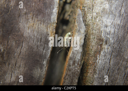 Clay-coloured Weevil (Otiorhynchus singularis) and Larvae - London ...
