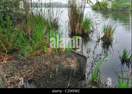 Coypu / nutria (Myocastor coypus) caught in live trap along lake, La ...
