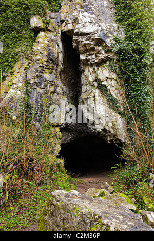 Cat Hole Cave, Park Wood, Parkmill, Gower, Wales Stock Photo - Alamy