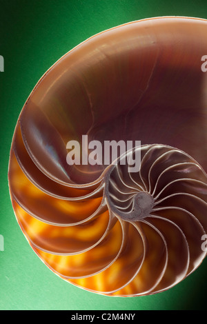 Crustacean shell cross section representing evolution, growth and ...