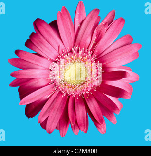 FLORA : GERMINI Stock Photo - Alamy