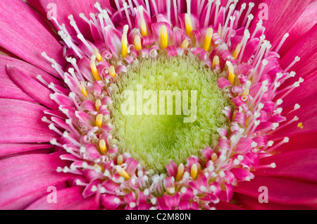 close up of a colorful germini flower Stock Photo - Alamy