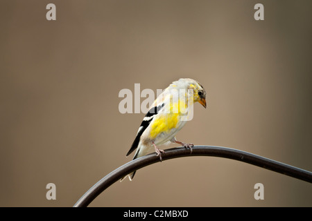 Male Goldfinch in Spring molting to summer colors Stock Photo - Alamy