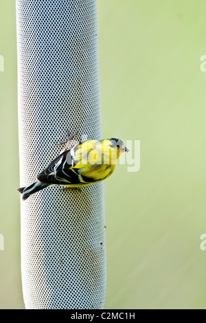Male Goldfinch in Spring molting to summer colors Stock Photo - Alamy