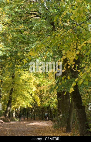 Autumnal scenes in a British deciduous wood Stock Photo - Alamy