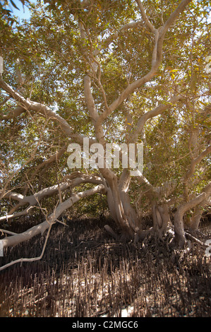 trunk of white mangrove tree Avicennia marina surrounded by aerial ...
