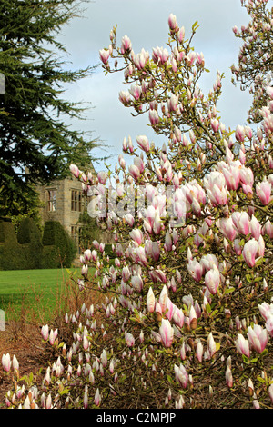 Pale pink and white magnolia flowers on spring flowering trees, Sussex ...