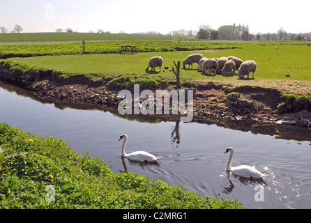 The River Anker, Mancetter, Warwickshire, England, UK Stock Photo - Alamy