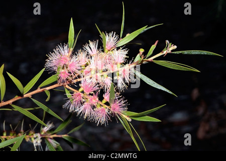 Honey-myrtle/ Paperbark - Melaleuca- Family Myrtaceae Stock Photo - Alamy