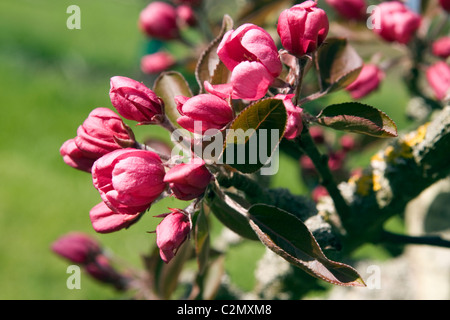 Crab Apple blossom, Malus Maypole Stock Photo - Alamy