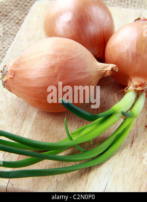 Fresh onion. Onion bulbs with fresh green sprouts on white background ...