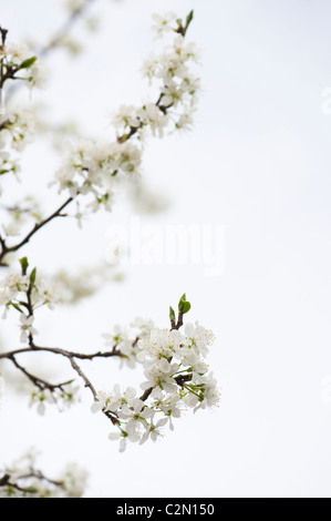 Prunus domestica, flowering white Victoria plum tree, Kilbrannish South ...