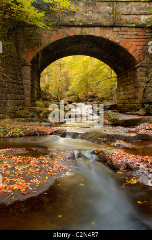 Sneaton Forest, North Yorkshire Stock Photo - Alamy
