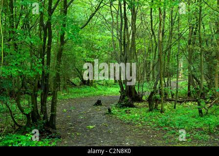 Edolphs Copse, near Charlwood, Surrey, UK. May 2007. Woodland Trust ...