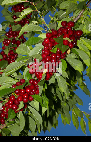 Cherry Orchard, Cromwell, Central Otago, South Island, New Zealand ...