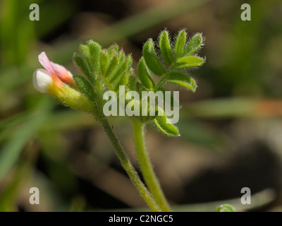 Bird's-foot, Ornithopus perpusillus, in flower on heathland path in ...