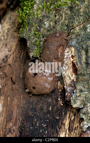 White Slime Mould, False Puffball, Enteridium lycoperdon ...