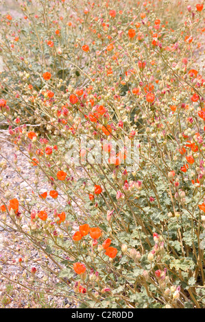 Apricot Mallow aka Desert Mallow Stock Photo - Alamy