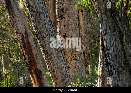 The bark of a Western Australian Jarrah Tree Stock Photo - Alamy